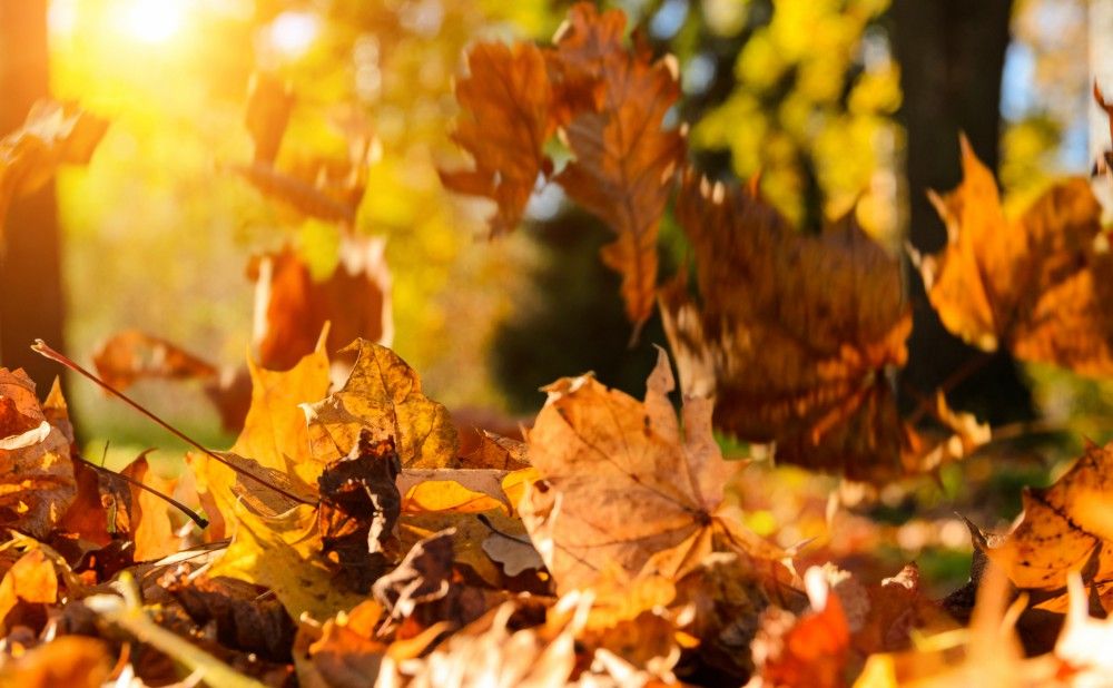 7 Fall Maintenance Tips For Your Abingdon Rental Property