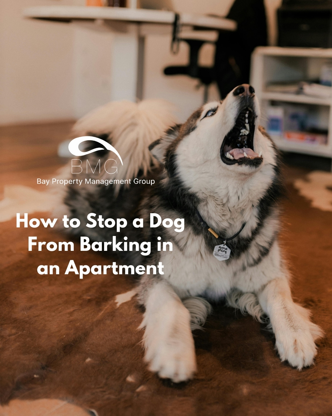 How to Stop a Dog From Barking in an Apartment