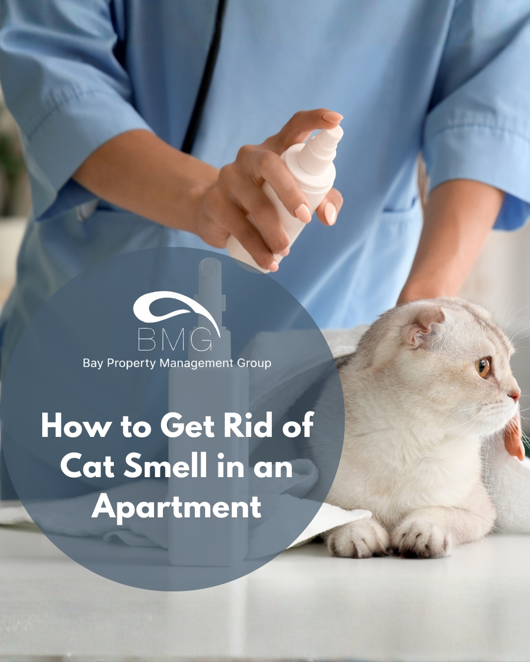 How to Get Rid of Cat Smell in an Apartment